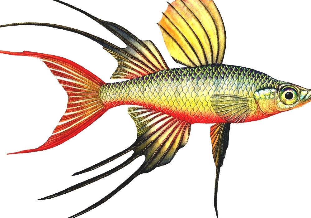 Threadfin Rainbowfish - Threadfin Rainbow Fish