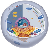 Mrs. Abbott's Middle School Science Blog : Cell Biology Lesson