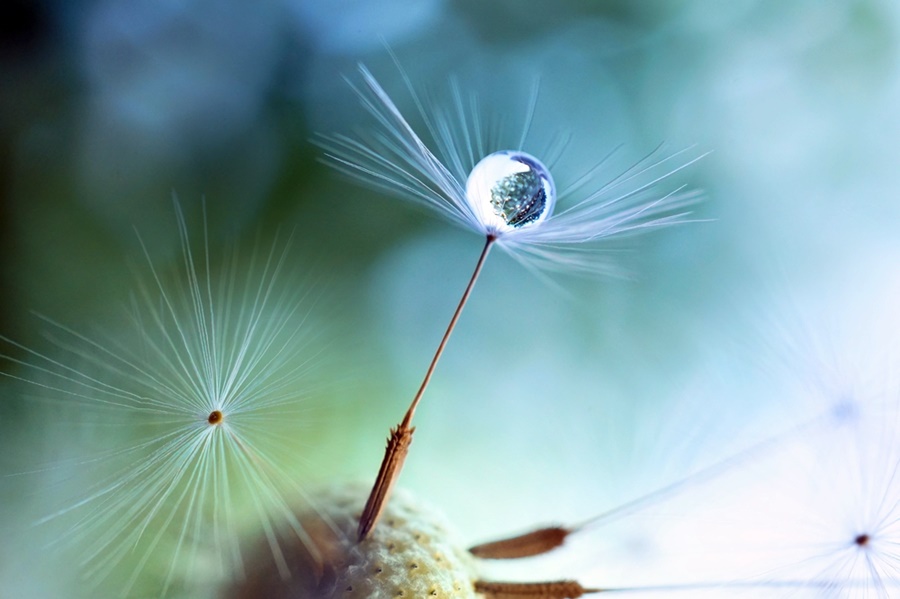 Vientos de Consciencia: Esta vida, que es maravillosa e impermanente ...