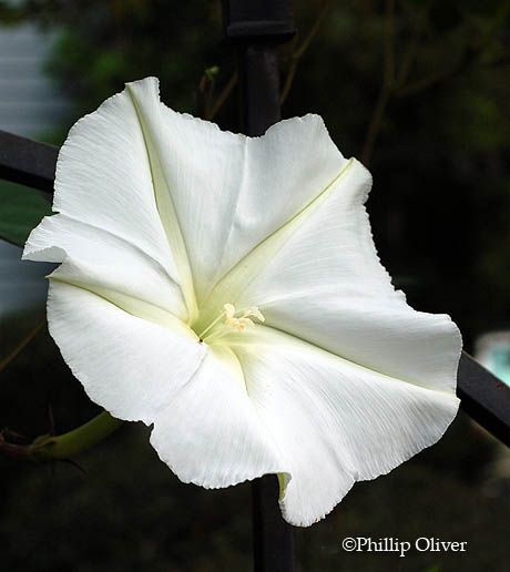 Moonflower