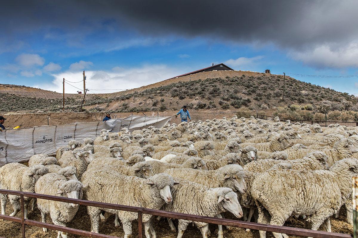 THE WESTERNER: Nevada: The Last Sheepherder
