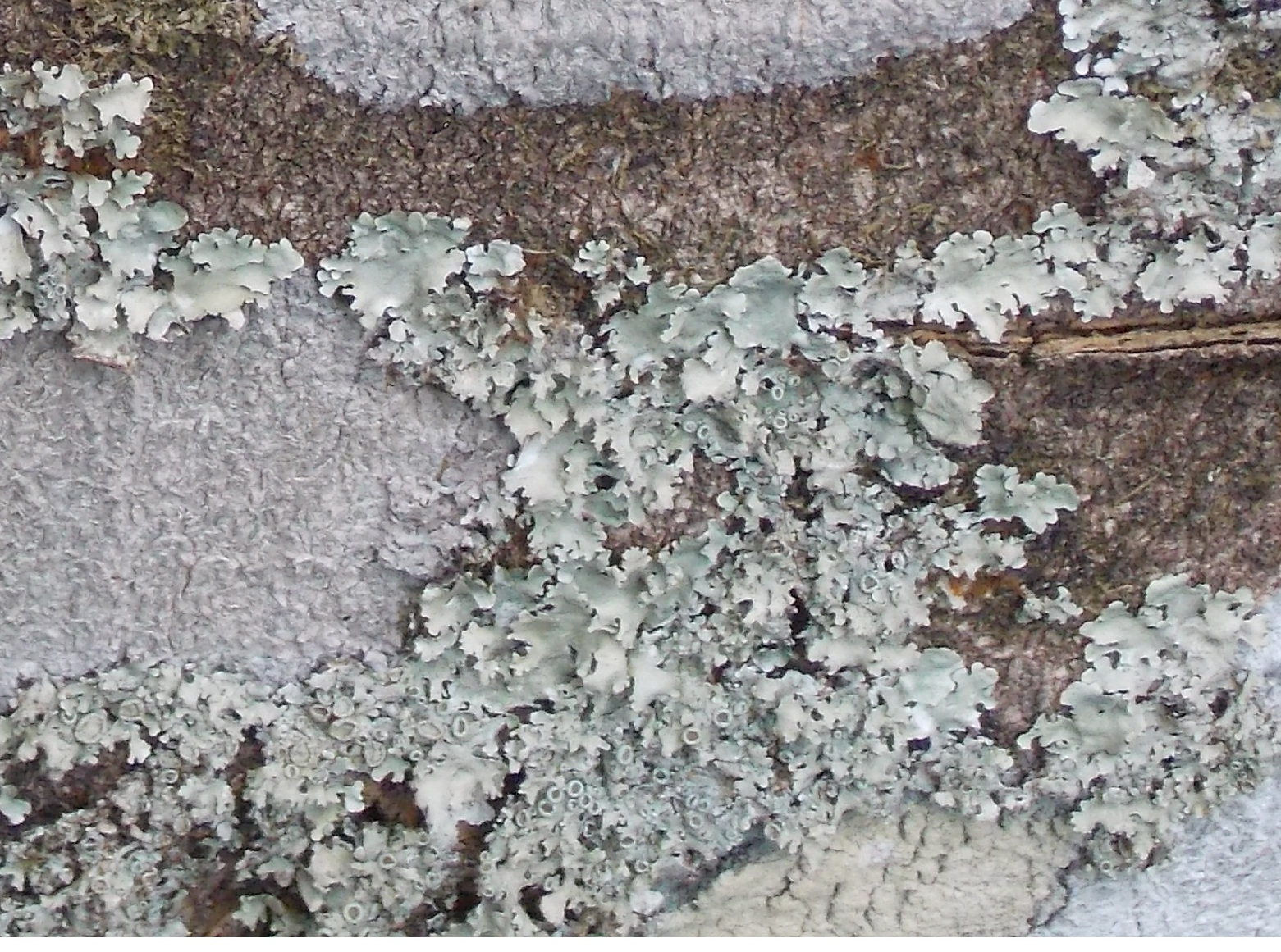 Economic Importance of Lichen