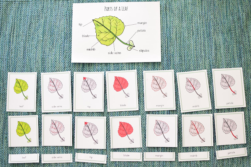 Parts of a Leaf Study for Kids | The Pinay Homeschooler