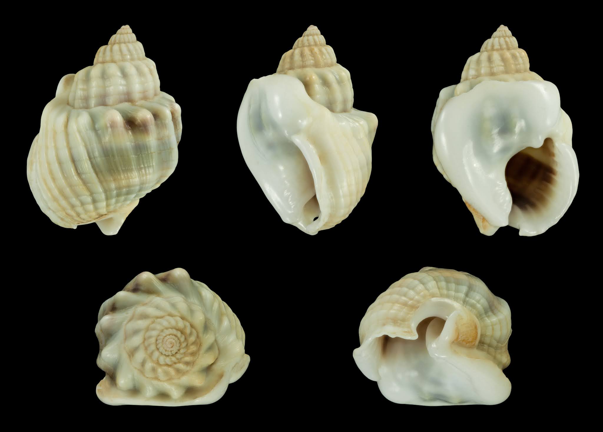 Nassarius – Variety of Life