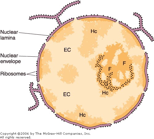 De Histology: Introduction of The Cell Nucleus