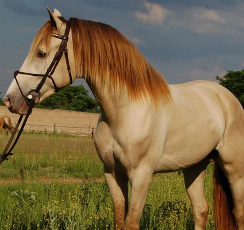 21 Majestic Horses With Most Unique And Splendid Colors