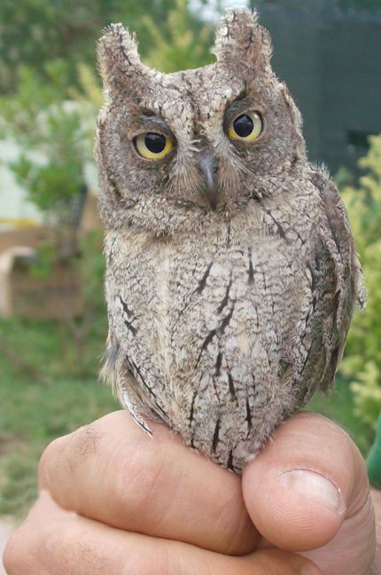 Assiolo: notare le dimensioni