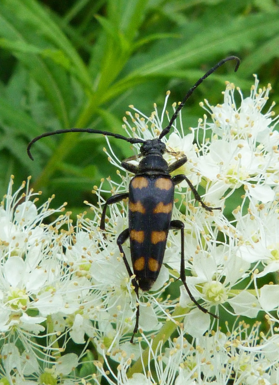 Insects of Scotland: Other Beetles