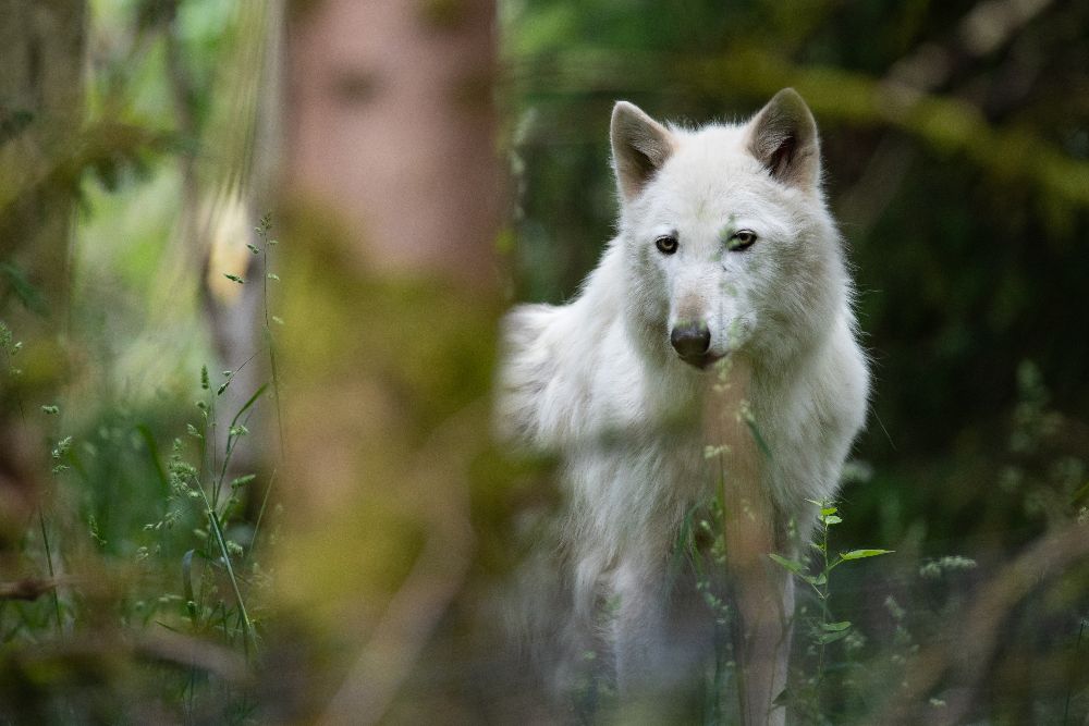Wolf sisters celebrate 11th birthday, we celebrate wolf recovery