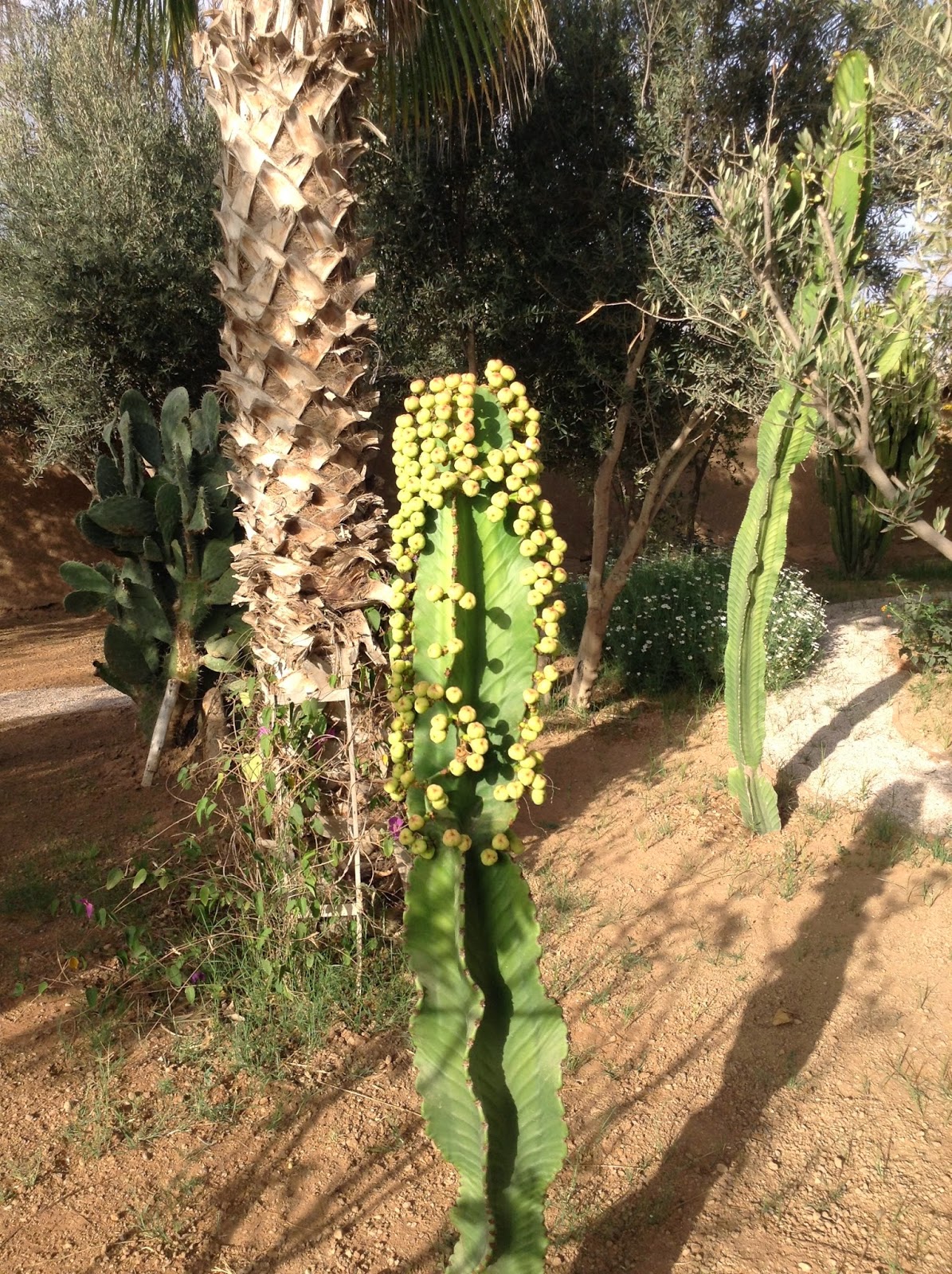 A Passage to Tangier: Plants of Morocco-Plantes du Maroc