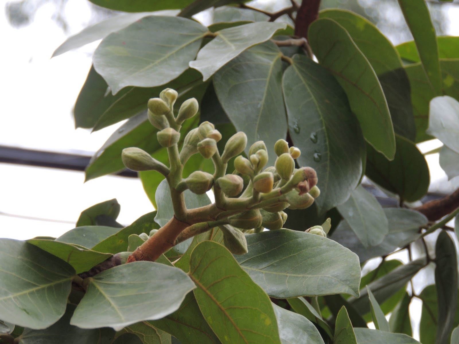Fabaceae - Leguminosae: Fabaceae - Hymenaea stigonocarpa Mart. ex Hayne