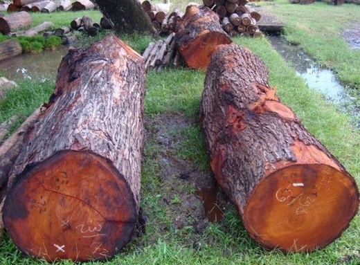 Harga Terkini Kayu Mahoni dalam Bentuk Log dan Papan | Pengadaan ...