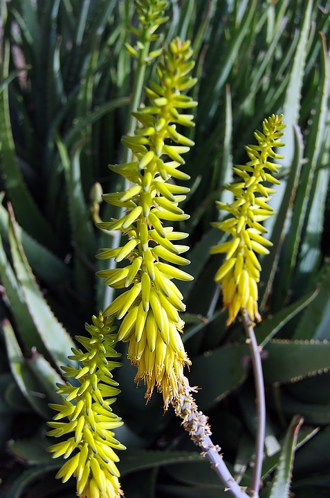 Aloe vera «sábila» - Id Plantae