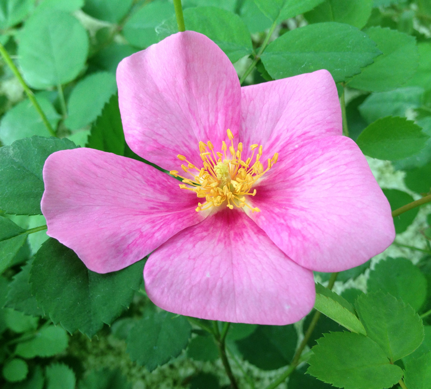 Rose Hybridizing: Hulthemia Extremes