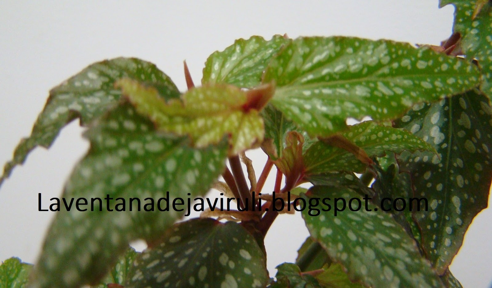 LA VENTANA DE JAVIRULI: PLANTAS DE INTERIOR (85): BEGONIA MEDORA ...