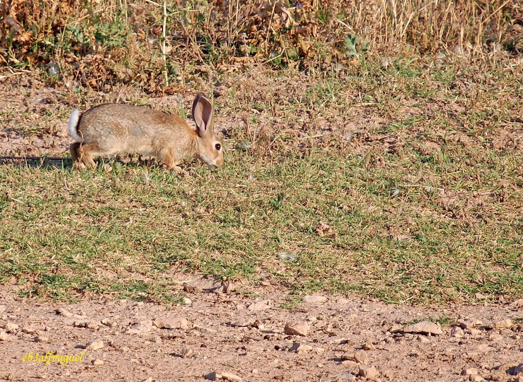 Miguel fotografia: Conejo común o europeo (Oryctolagus cuniculus)
