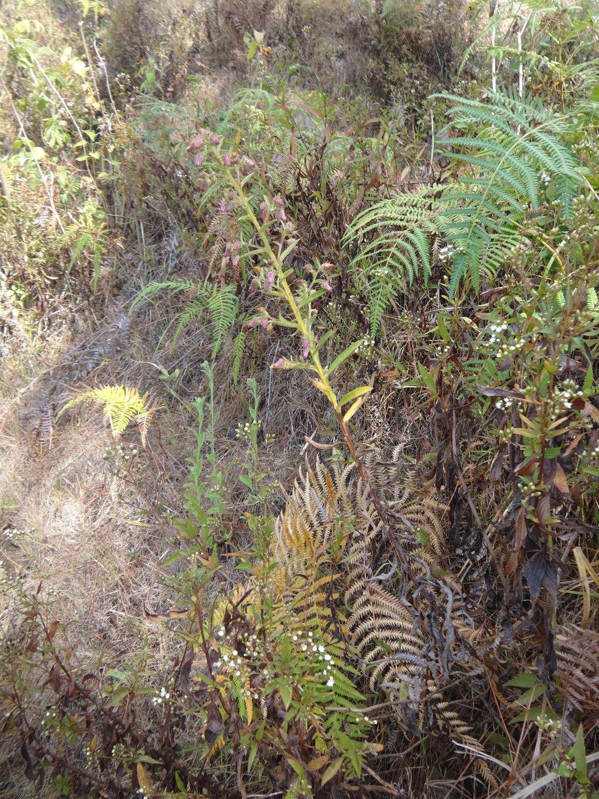 Herbs from Distant Lands: Laggera alata - Winged-Stem Laggera, Liu Leng ...