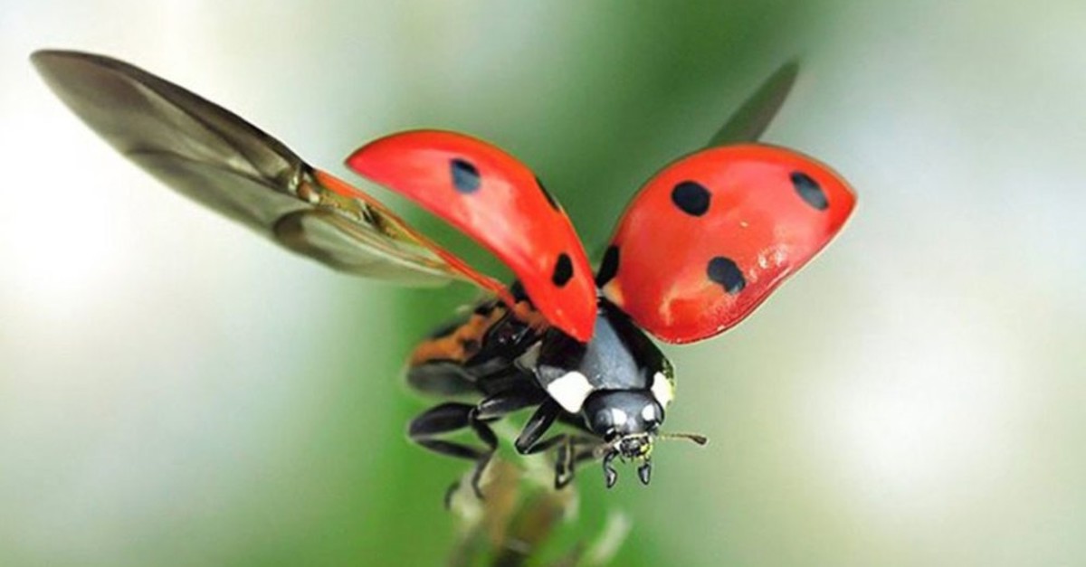 ARBICO Organics: What’s the Deal with Ladybugs?