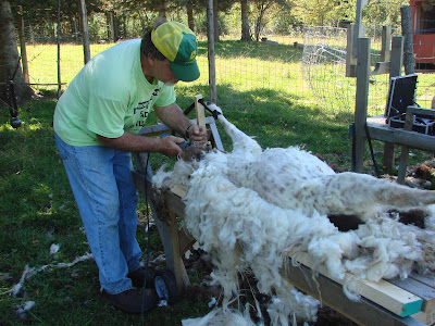 Kilpelän Luomutila ja Sen Ympäristö: My Self-Loading Sheep Shearing Table