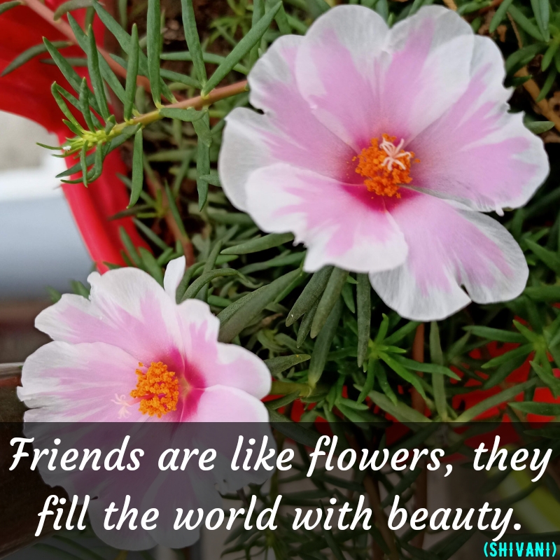 Best 30 Inspirational Flower Quotes With Beautiful Pictures-Quotes ...