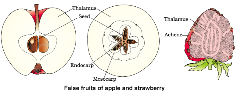 Sexual Reproduction in Flowering Plants - Notes | Class 12 | Part 3 ...