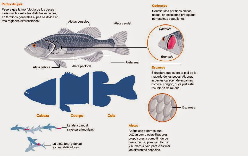 CLUB DE CIENCIAS: "La chispa adecuada".: Anatomía de los peces