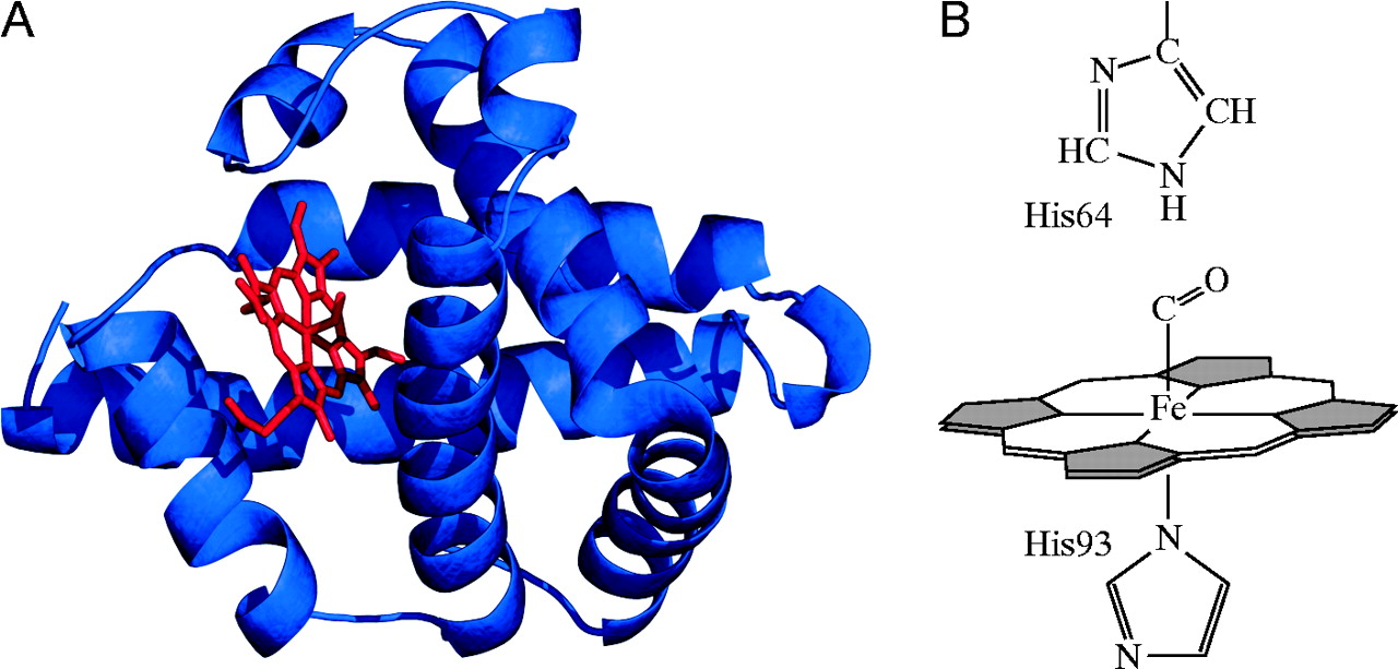 Mundo da Bioquímica (blog sobre bioquímica): Mioglobina
