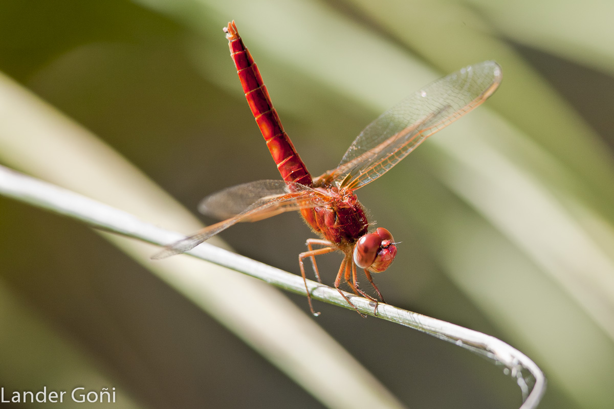 Inguruari Begira: Una de libélulas