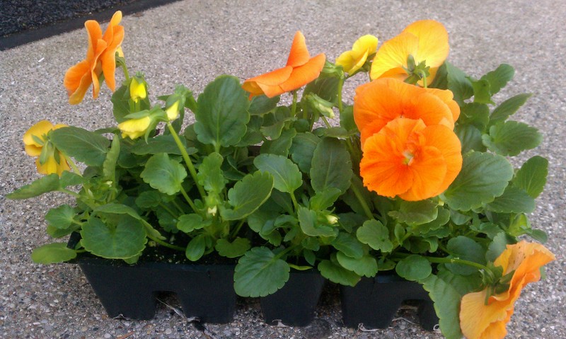 A Little Ditty: How to Create an Easy Spring Flower Planter