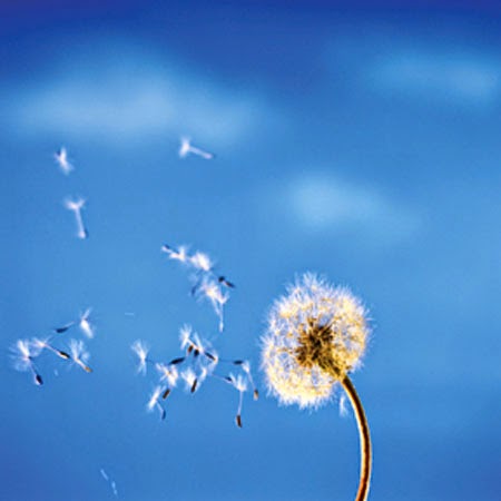 The Wonderment of Life and Living : 'The Meaning of the Dandelion Story'