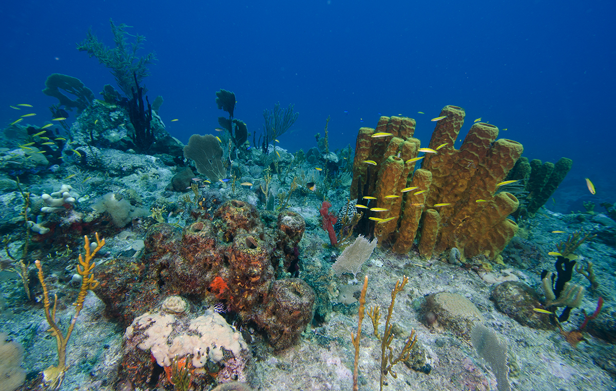 Expeditie koraalriffen Sababank : Expeditie Sababank: A Bank of Sponges?