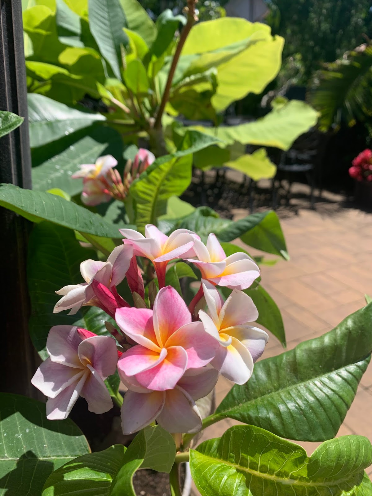 Tropical Gardening in New York City!: A closer look at exotic "cold ...