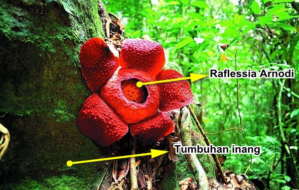 Pola Interaksi Makhluk Hidup di Ekosistem: Simbiosis, Kompetisi ...