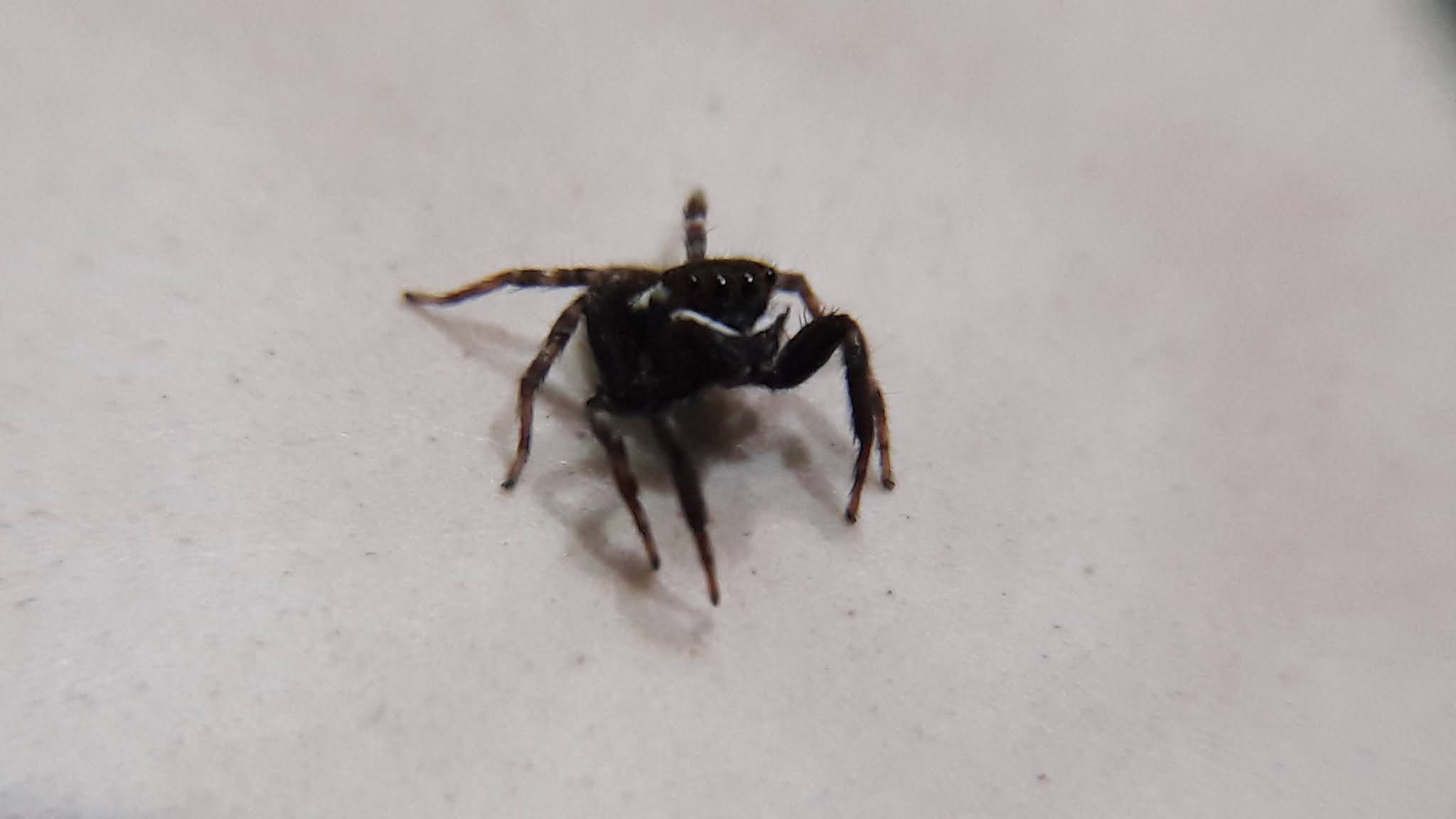 My Balcony Ecosystem: Skunk-like Jumping Spider