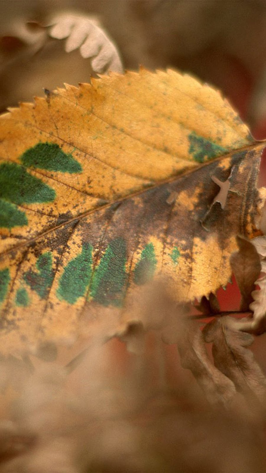 Fondo android pack 188