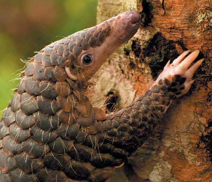 African Pangolin