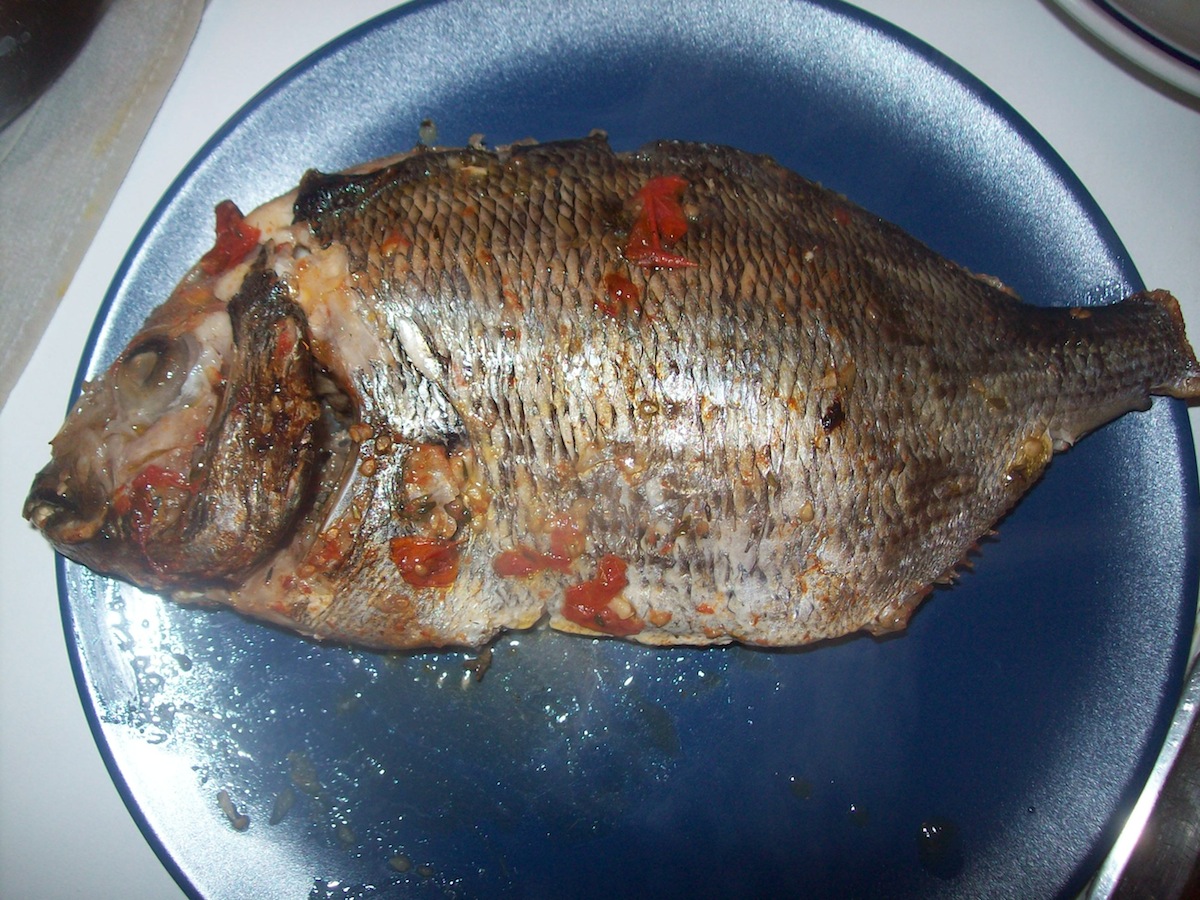 Il sarago è un pesce di lago?