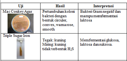 drh. Dewi Murni: DIAGNOSA INFEKSI Aeromonas hydrophila dan INFESTASI ...