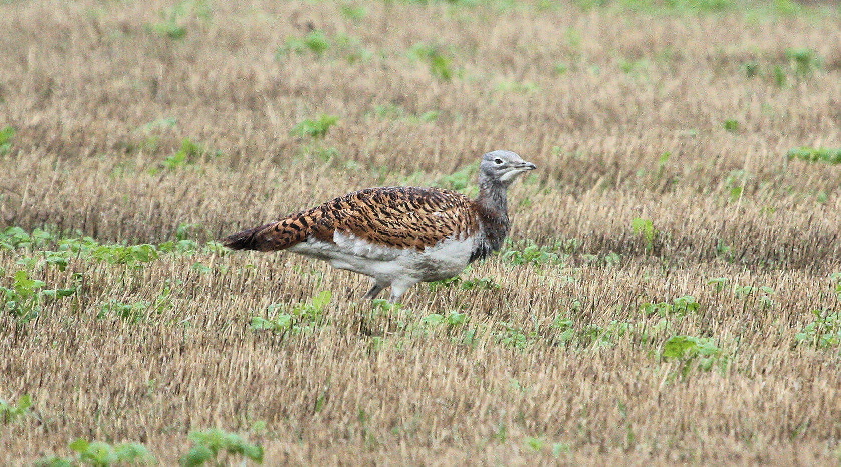 Cholsey Wildlife: Great Bustard