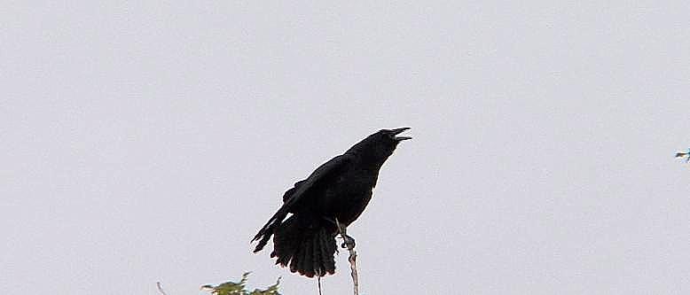 Tales From The Wilds: On Crows and Coyotes