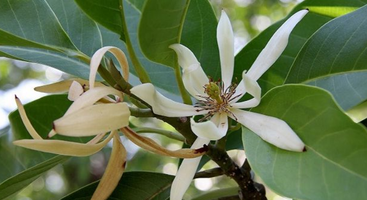 Inilah 8 Bunga yang Dipercaya Dapat Mengundang Makhluk Halus dan ...