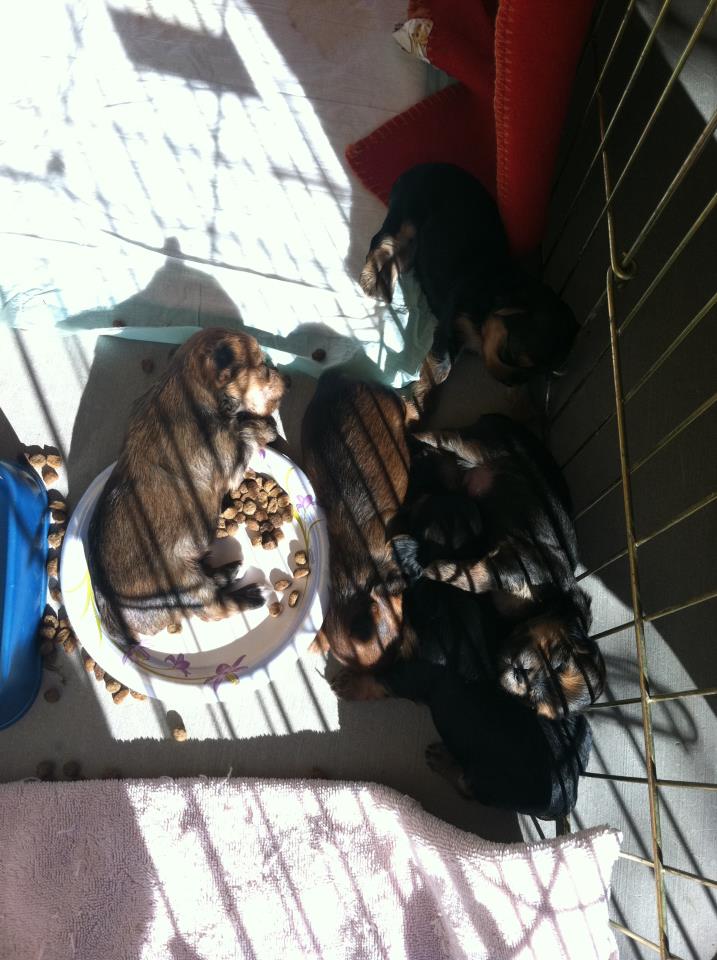 Shorkie Puppies: 3 week old Yorkie Puppies!