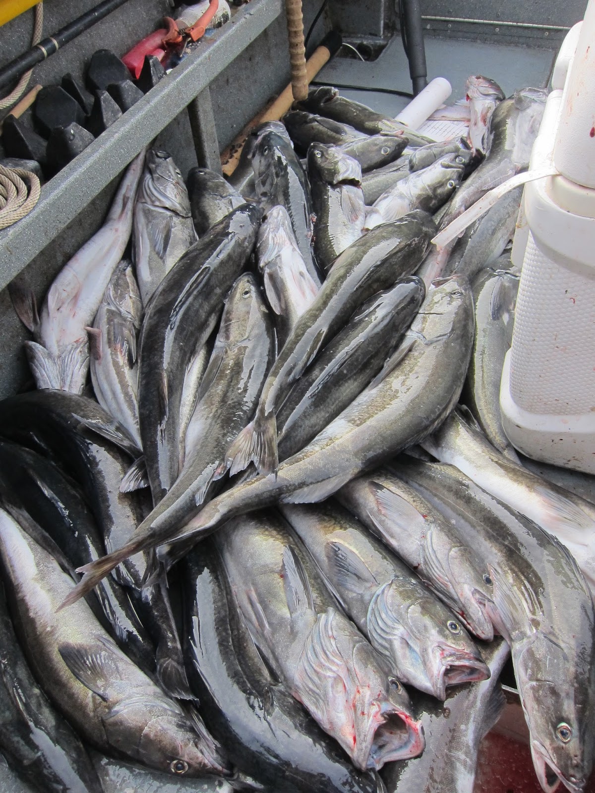 Todds Extreme Fishing: Ilwaco Halibut & Sable fish (black cod)