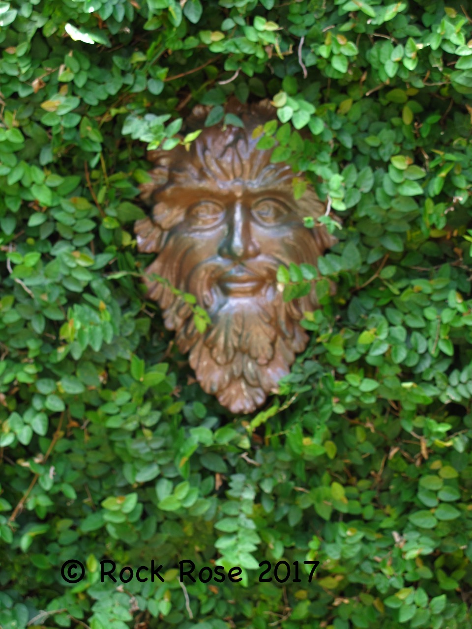 ROCK ROSE: THE GREEN MAN