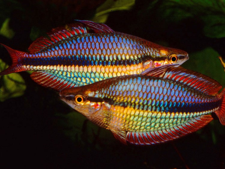 JOE S AQUAWORLD FOR EXOTIC FISHES MUMBAI INDIA 9833898901 Aquarium Crossing Rainbow Fish For joe-s-aquaworld-for-exotic-fishes-mumbai-india-9833898901-aquarium-crossing-rainbow-fish-for