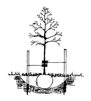 Gardening: Guide to Staking and Guying Trees