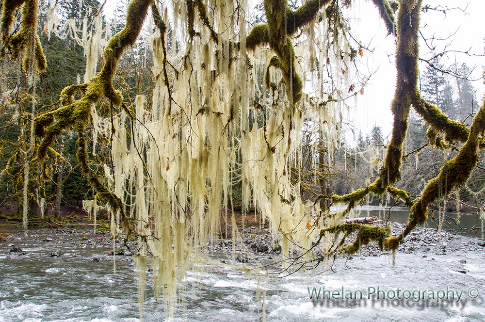 Walks with Moss: Staircase Rapids Loop