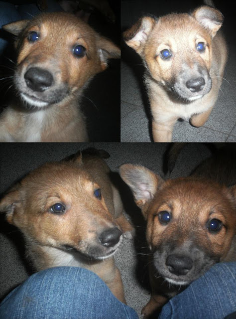 Grupo Amigo Vira-Lata: (DOADAS!) MESTIÇAS DE LABRADOR COM PASTOR ALEMÃO!