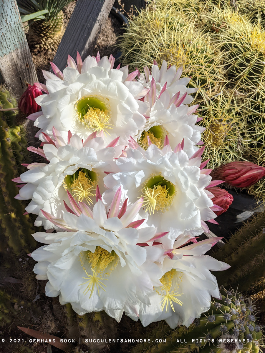 Succulent cornucopia at Plant Depot nursery in San Juan Capistrano
