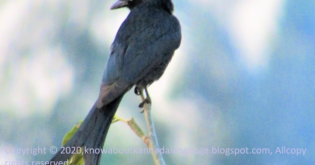 know about kannada and Karnataka: Drongo Bird in Kannada | Black Drango ...